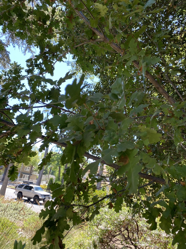 valley oak from N Los Robles Ave, Pasadena, CA, US on August 17, 2023 ...