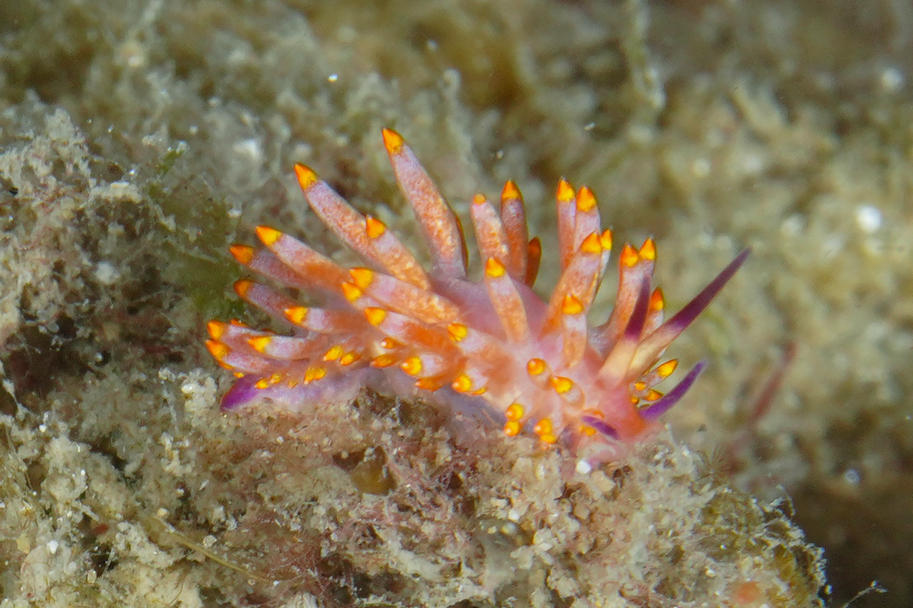 Tropical Gasflame from Sunshine Coast QLD, Australia on August 12, 2023 ...