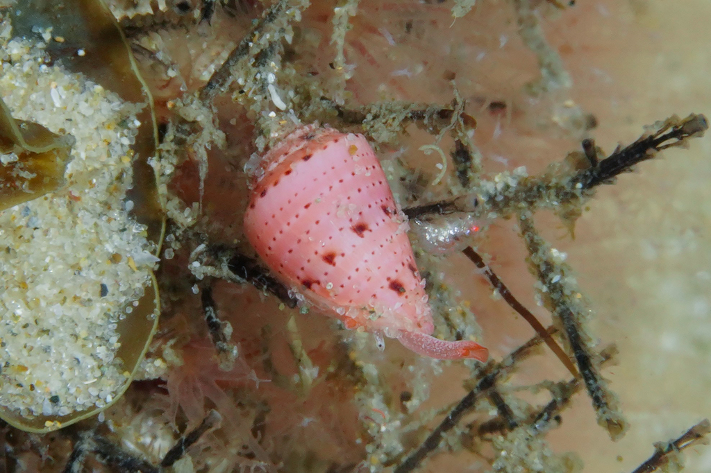 Cone Snails from Tallebudgera Creek, QLD, Australia on August 15, 2023 ...