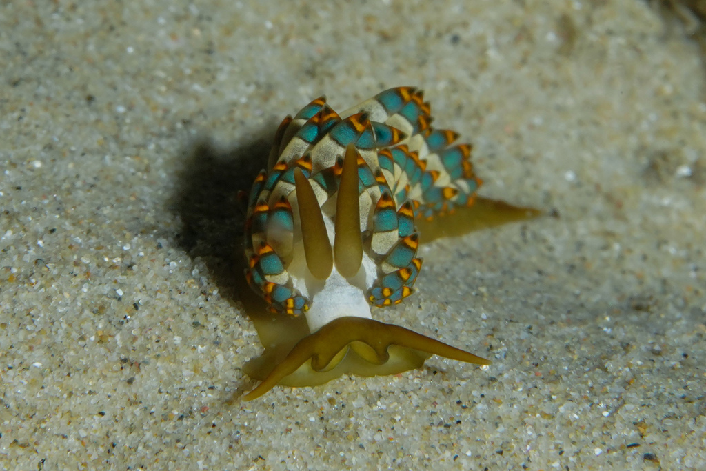 Trinchesia from Tallebudgera Creek, QLD, Australia on August 15, 2023 ...