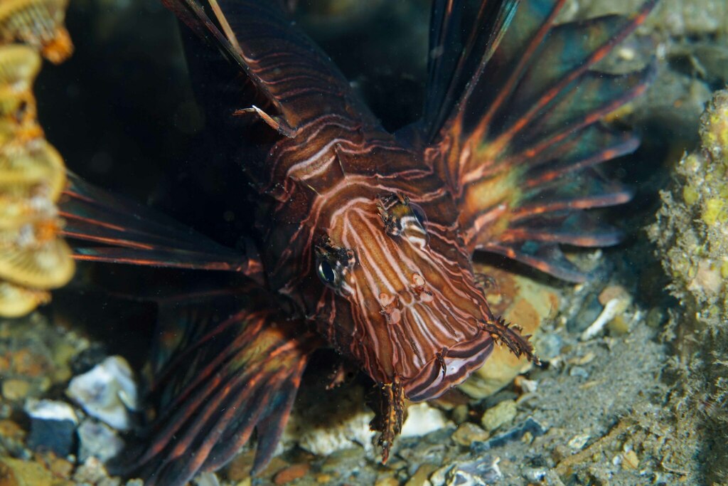 Common Lionfish from Tallebudgera Creek, QLD, Australia on August 15 ...