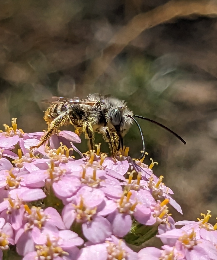 Small Long-horned Bee from Harrison/Denny-Blaine, Seattle, WA, USA on ...