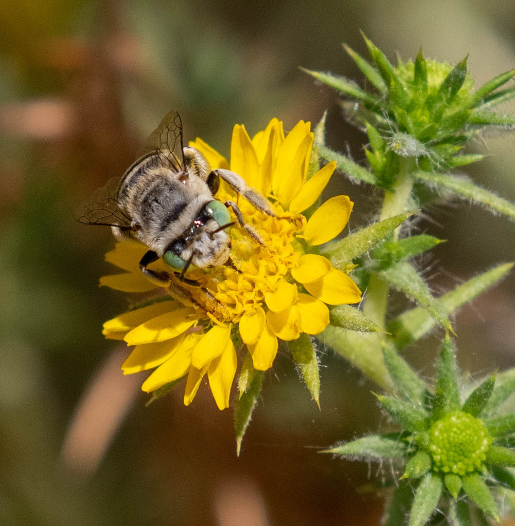 Urbane Digger Bee from Oakley, CA 94561, USA on August 15, 2023 at 11: ...