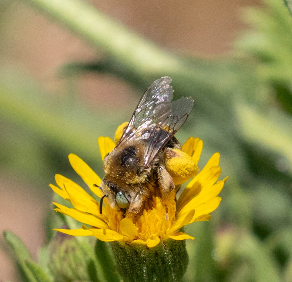 Digger Bees from Oakley, CA 94561, USA on August 15, 2023 at 11:31 AM ...