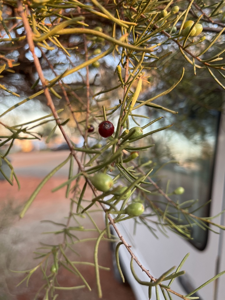 sandalwoods, mistletoes, and allies from Marla, SA, AU on August 18 ...