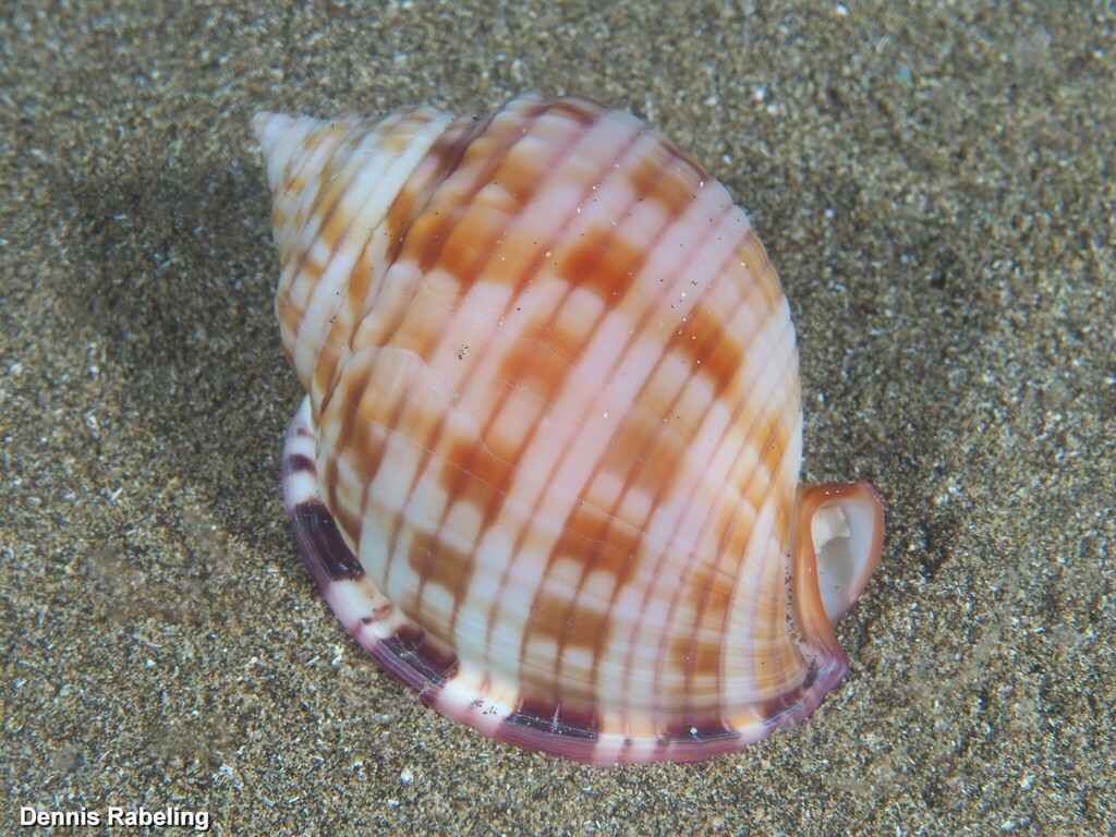 Mediterranean bonnet snail from Las Palmas, ES-CN, ES on August 14 ...