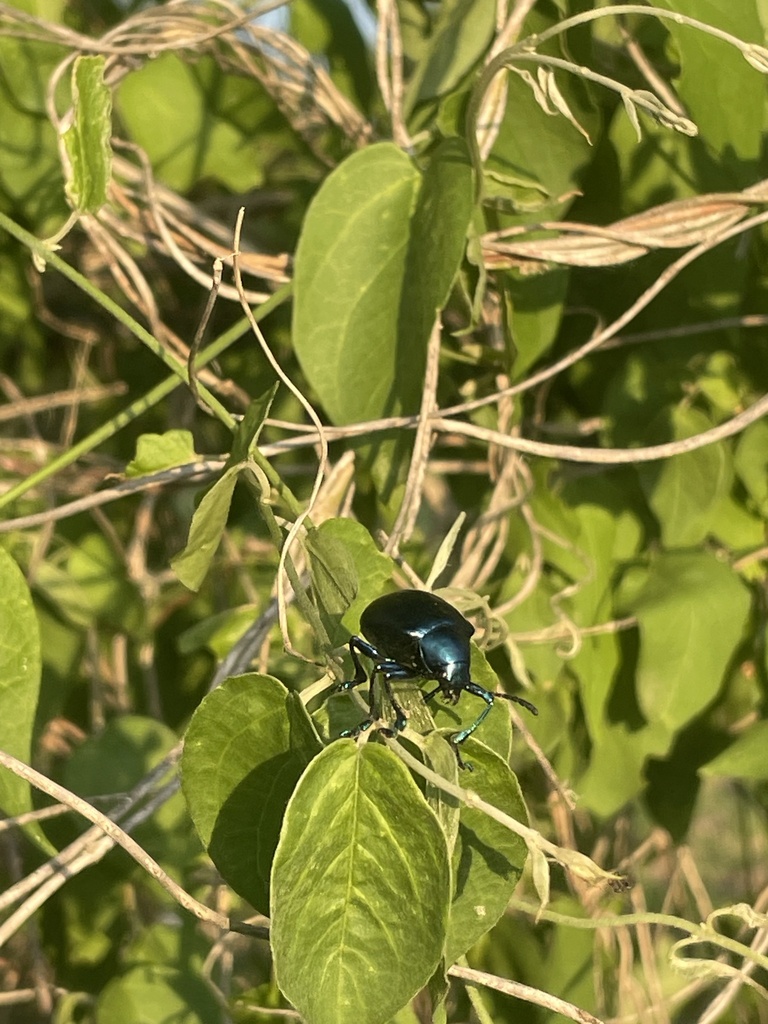 Eumolpus robustus from Tlaltizapán de Zapata, Mor., MX on August 2 ...