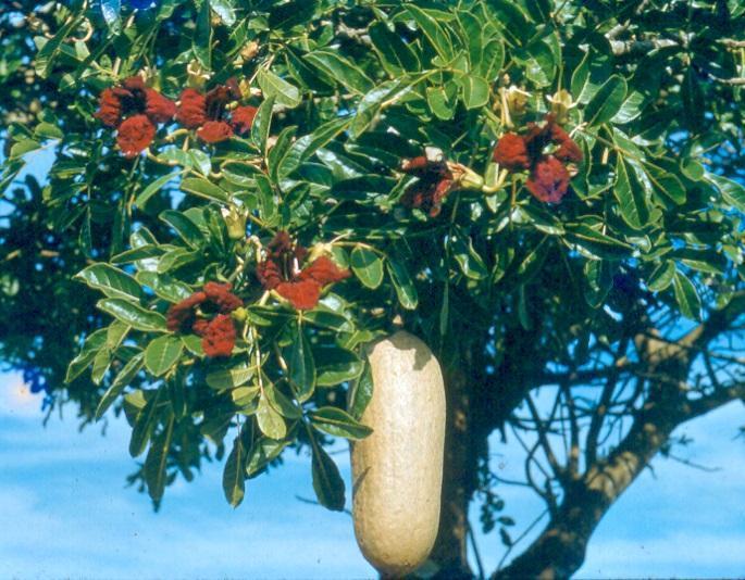 Sausage tree from Hluhluwe Nature Reserve: Generalized co-ordinates ...