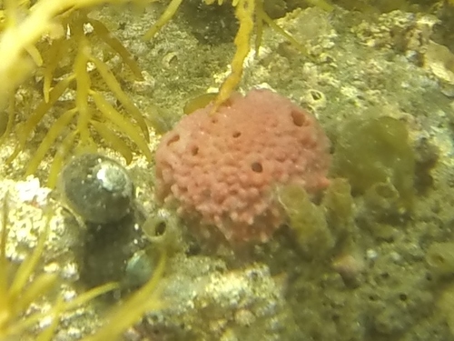 Iophon proximum · iNaturalist Mexico