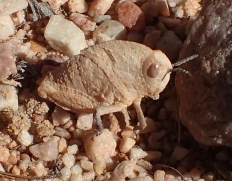 Toad Grasshopper (Batrachotetrix stolli) · iNaturalist