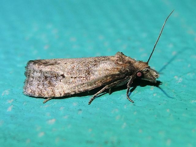 Phtheochroa in August 2023 by privatenoaccess · iNaturalist