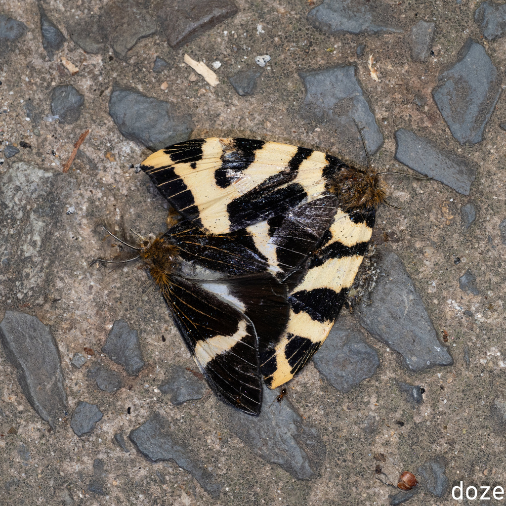 Numenes disparilis from 대한민국 경상남도 거제시 동부면 on August 12, 2023 at 10:04 ...