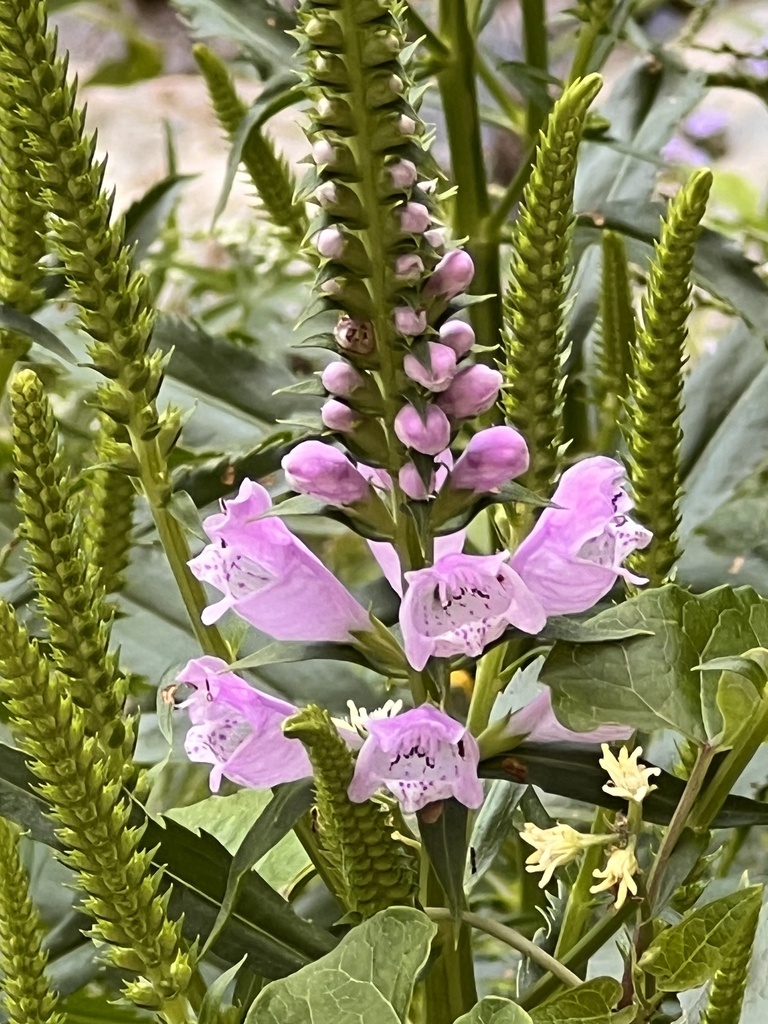 obedient plant from Bear Island, Bethesda, MD, US on August 17, 2023 at ...