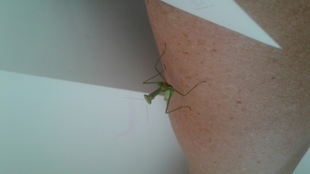 South African Mantis in February 2019 by QuestaGame. Sighting and ...