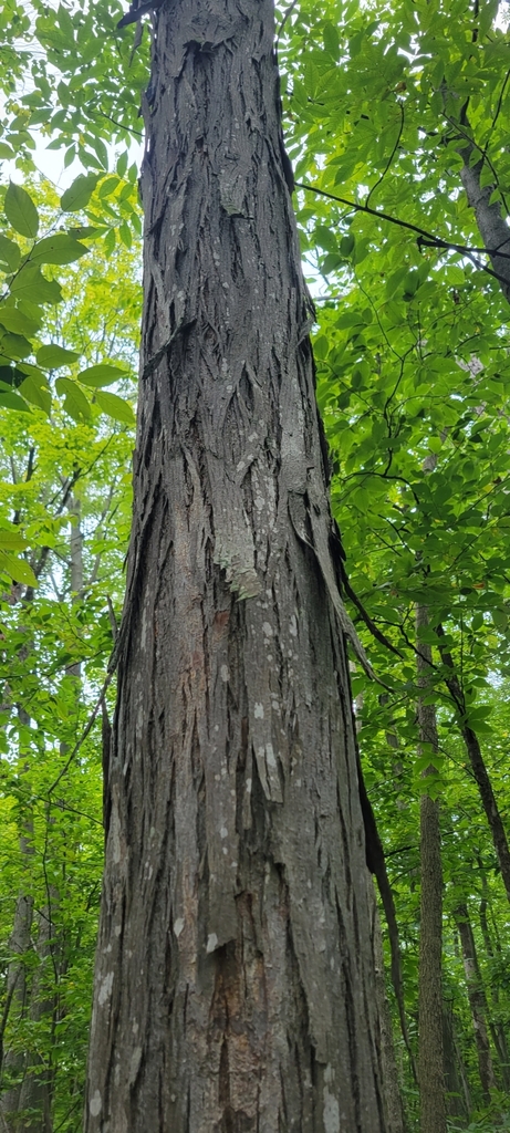 red hickory from Kirkland, QC H9J 2M7, Canada on August 17, 2023 at 09: ...