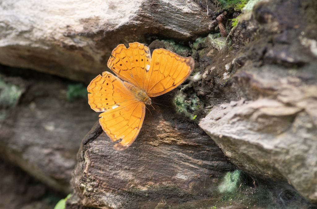 Large Yeoman from Sikkim, India on July 18, 2023 at 11:43 AM by Morten ...