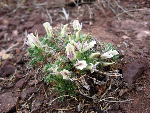 Oxytropis includens · iNaturalist
