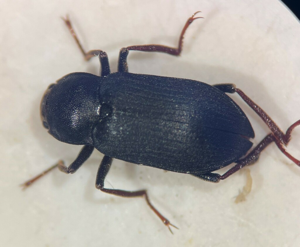 Helichus triangularis from Jeff Davis County, TX, USA on August 11 ...