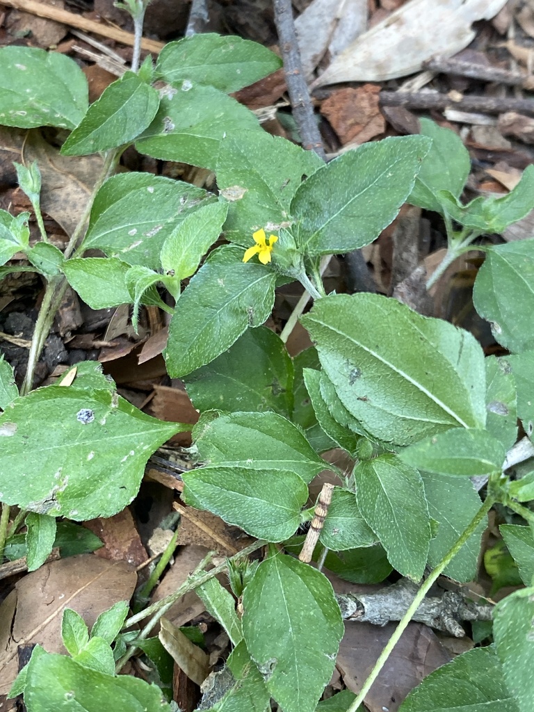 straggler daisy from Hatherton Crescent Park, Carindale, QLD, AU on ...