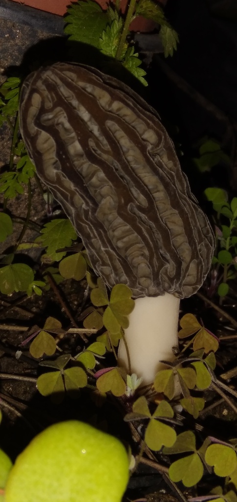 Black Morels from Hijuela Las Barrancas, Marga Marga, Valparaíso, Chile ...