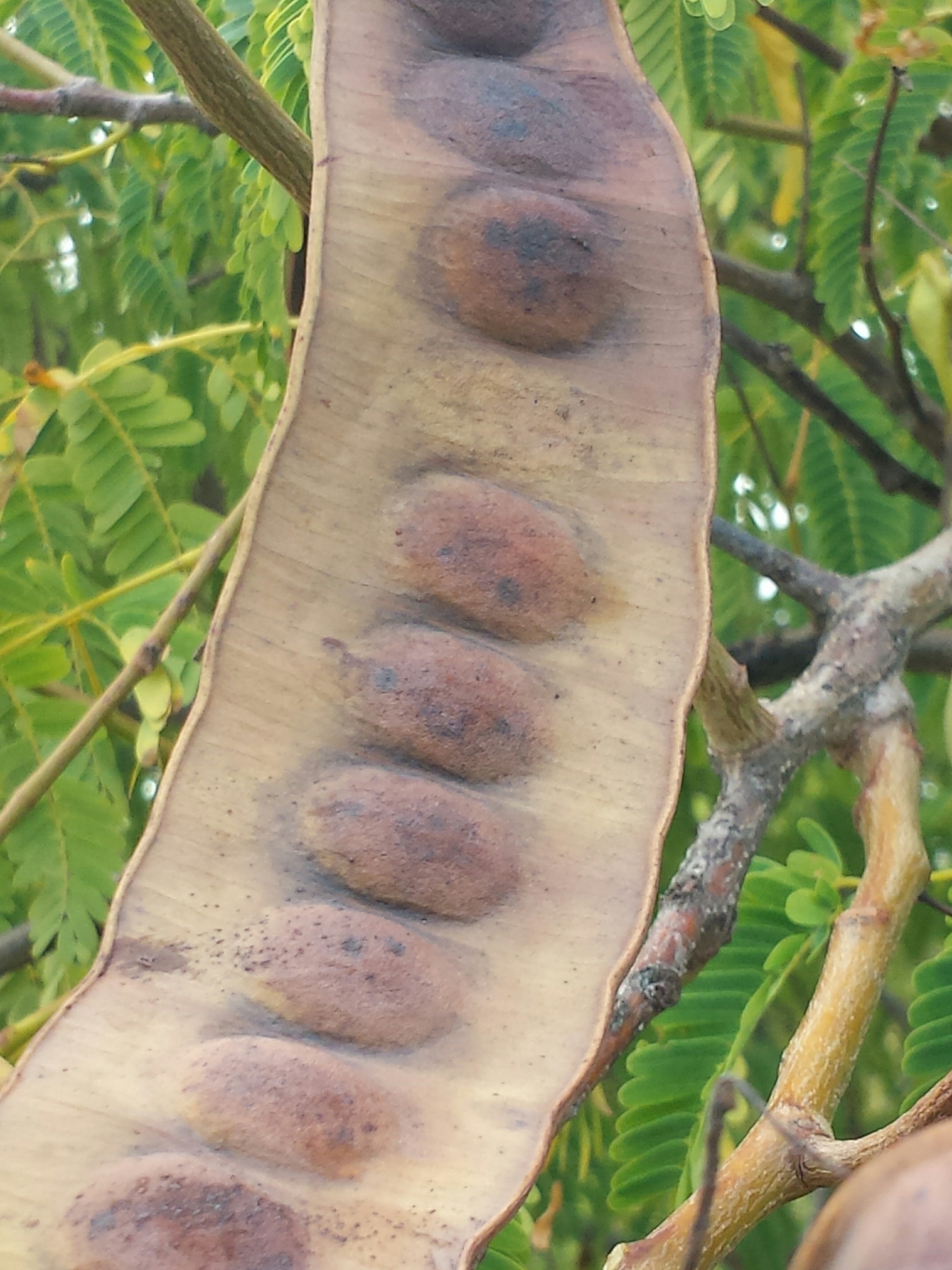 Entada chrysostachys (Benth.) Drake