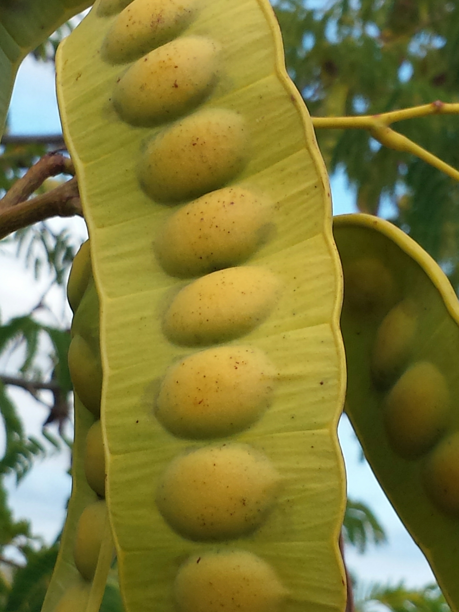 Entada chrysostachys (Benth.) Drake