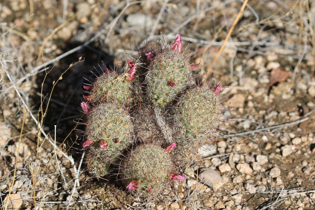 Graham's fishhook cactus from Pima County, AZ, USA on August 9, 2023 at ...