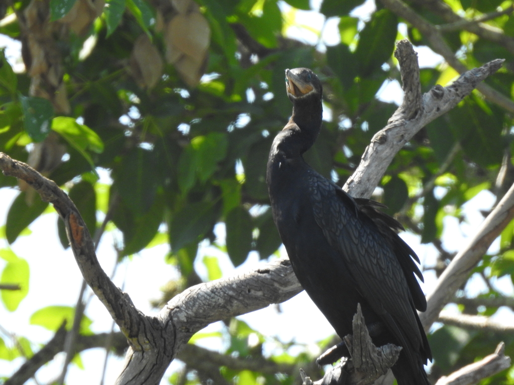 Neotropic Cormorant from El Mante, Tamps., México on August 9, 2023 at ...