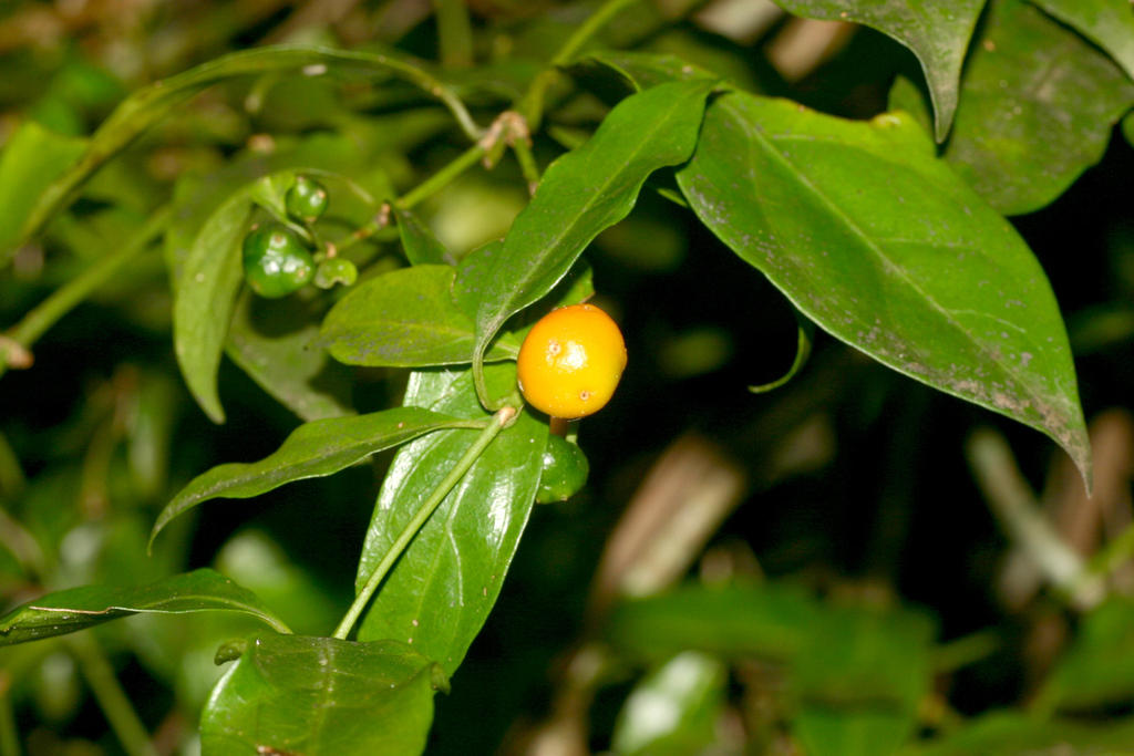 sweet morinda from Bald Rock NP, Boonoo Boonoo NSW 2372, Australia on ...