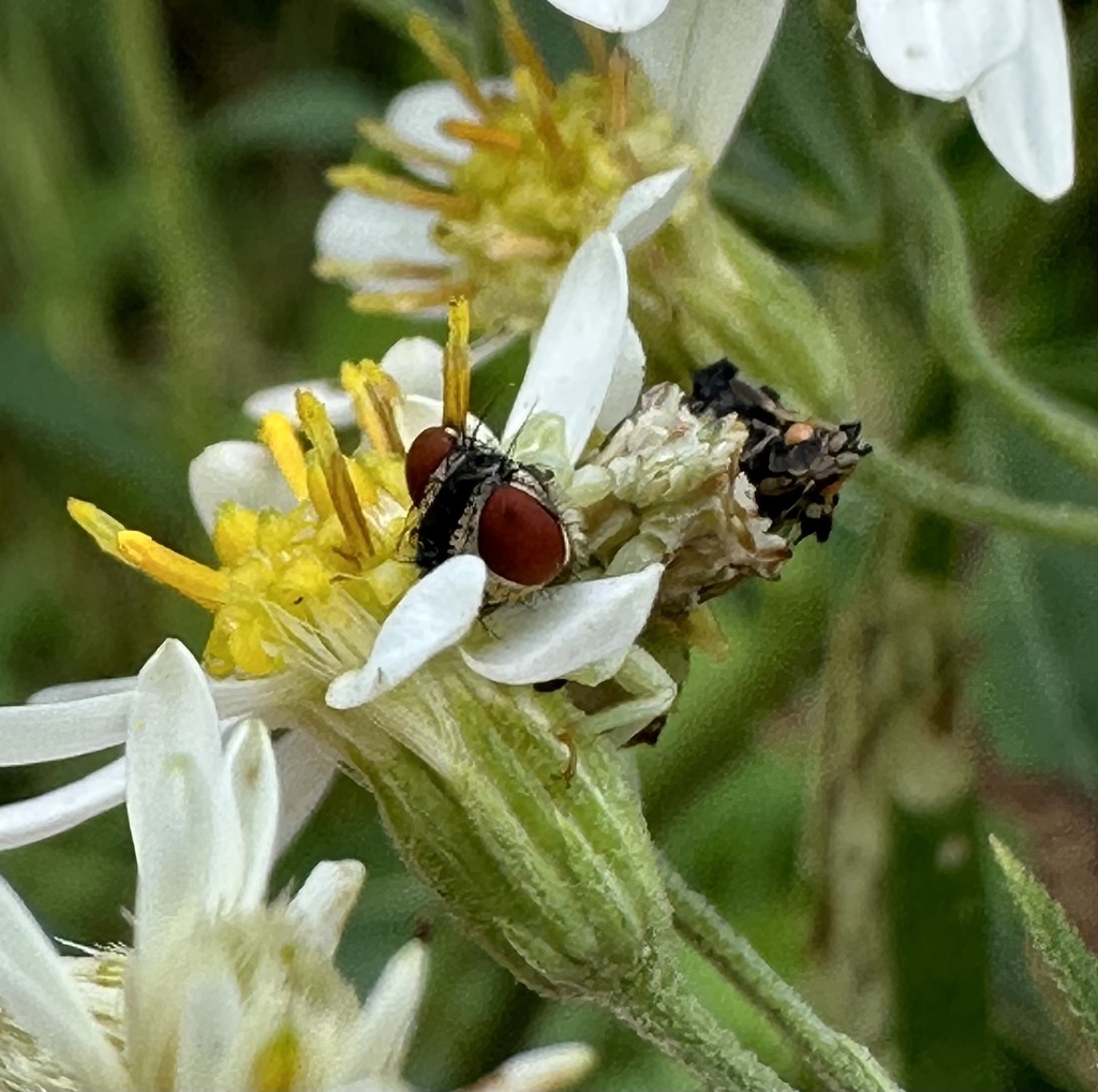 Calyptrate Flies from Eloise Butler Wildflower Garden and Bird ...
