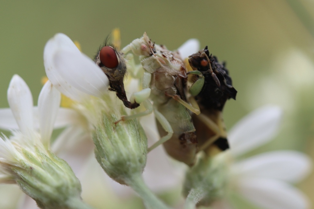 Jagged Ambush Bugs from Eloise Butler Wildflower Garden and Bird ...