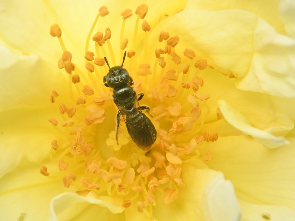 Small Carpenter Bees from Av. Balzac et Beaumont, Brossard, QC J4Z ...