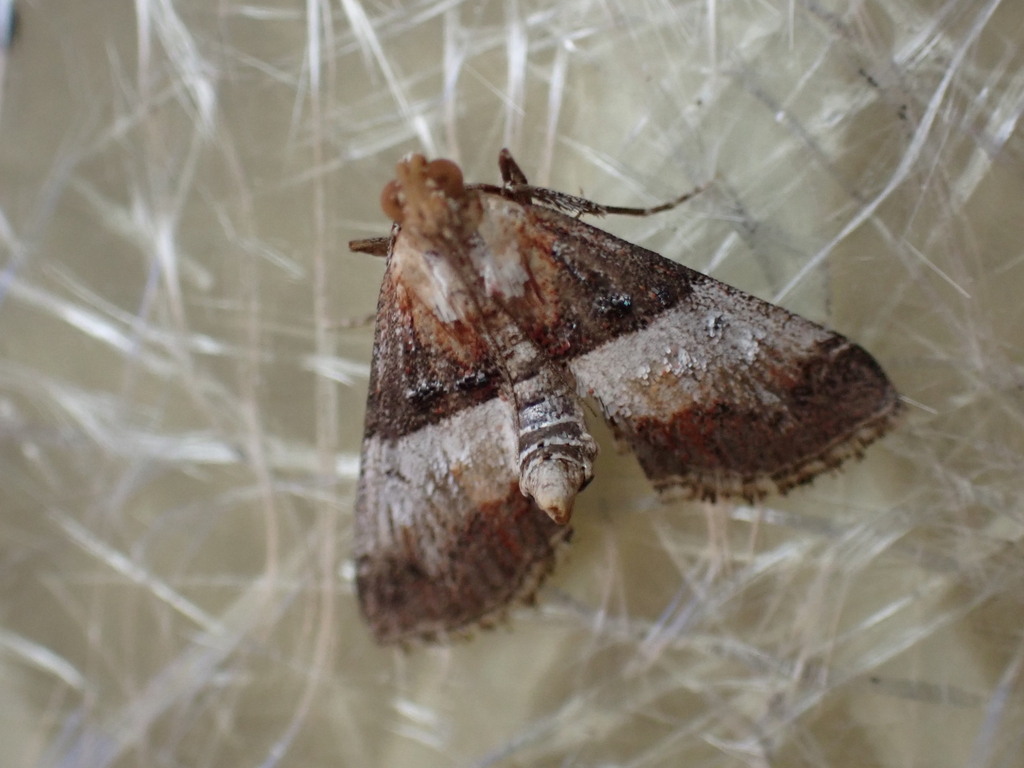Toripalpus trabalis from Contra Costa County, CA, USA on August 16 ...
