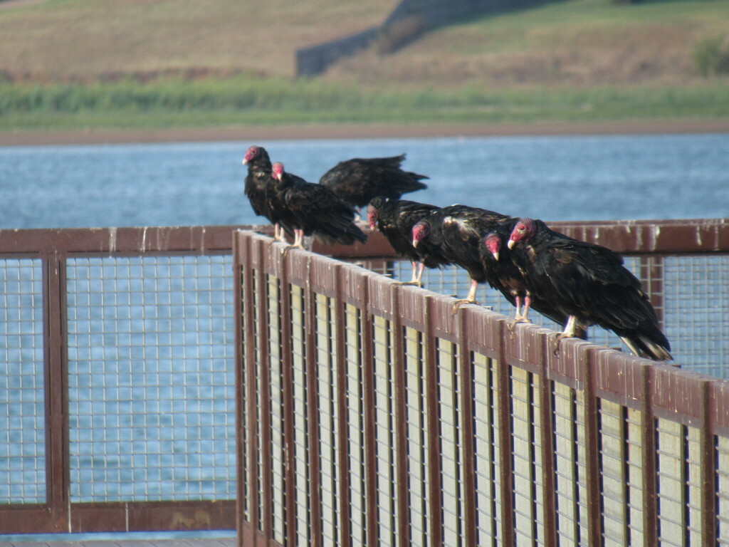 Turkey Vulture from Wichita County, TX, USA on August 6, 2023 at 08:25 ...