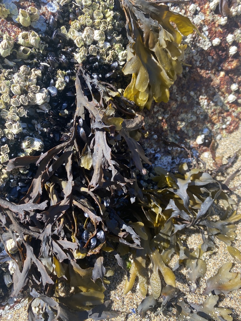 Rockweed from Stanley Park, Vancouver, BC, CA on August 17, 2023 at 01: ...