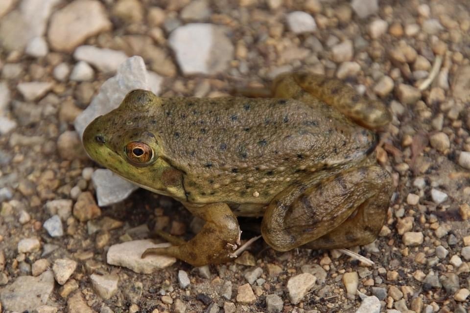 American Bullfrog from St Lawrence Ave, Beloit, WI, US on August 9 ...