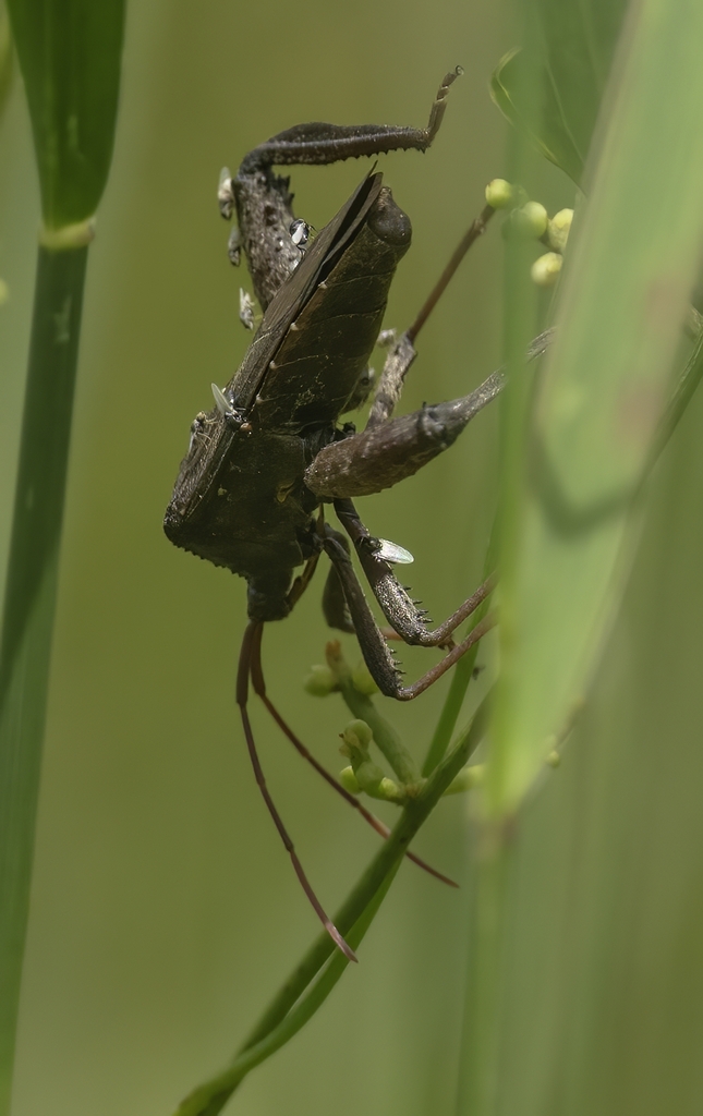 Florida Leaf-footed Bug from Frenchman's Forest Natural Area 12201 ...