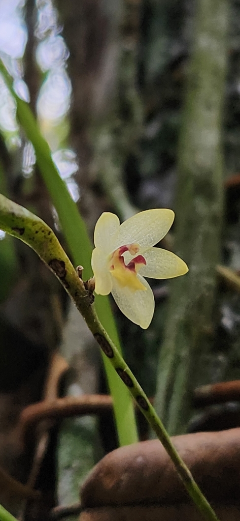 Octomeria grandiflora from Reserva Biológica da Mata Escura on August ...