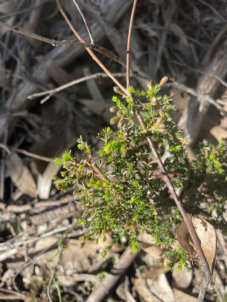 small-leaf parrot-pea from South Ward, Meadow Creek, VIC, AU on July 20 ...