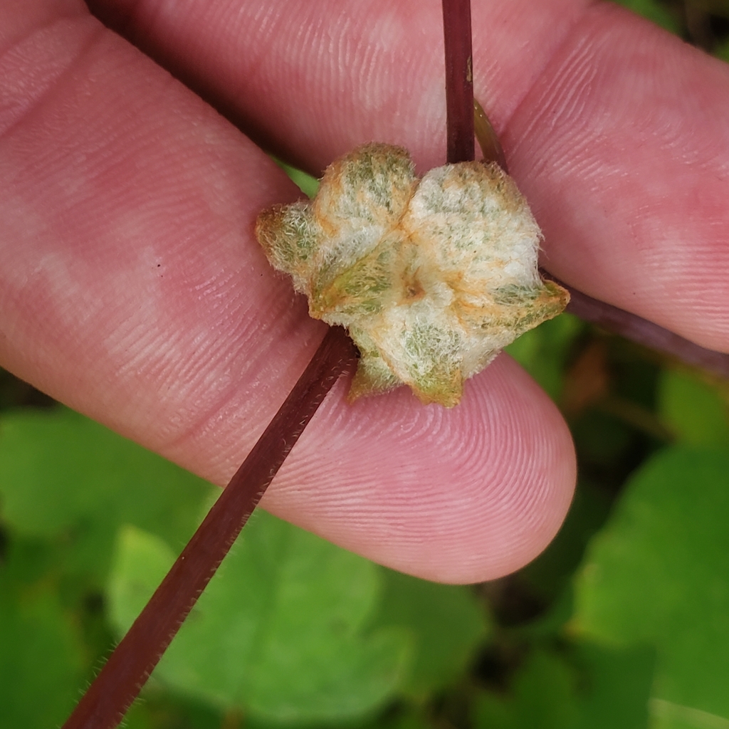 grape filbert gall from Barracks Beach, Millcreek Township, PA 16507 ...