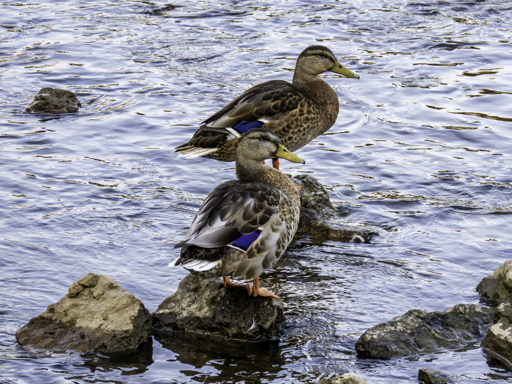 Mallard from Cambridge, ON, Canada on August 17, 2023 at 07:20 AM by ...