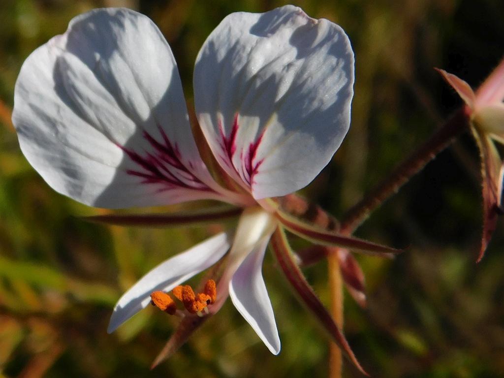 Long Butterfly Storksbill from Greyton Platkloof on October 5, 2017 by ...