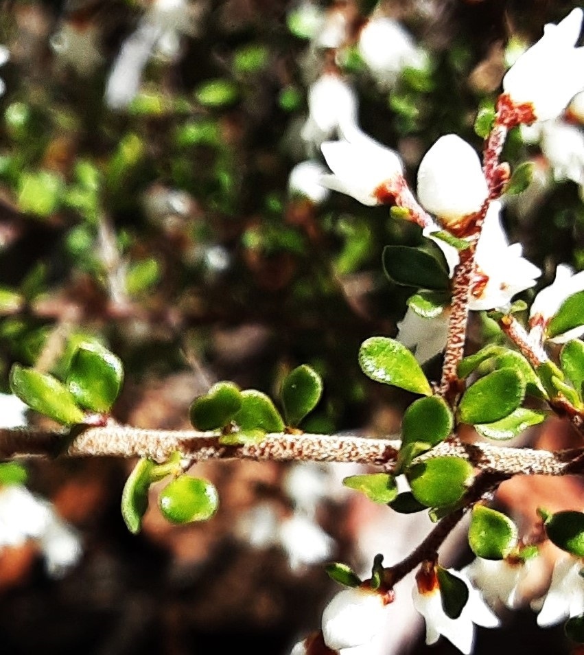 Bitter Cryptandra from Blue Mountains Nat'l Park NSW 2787, Australia on ...