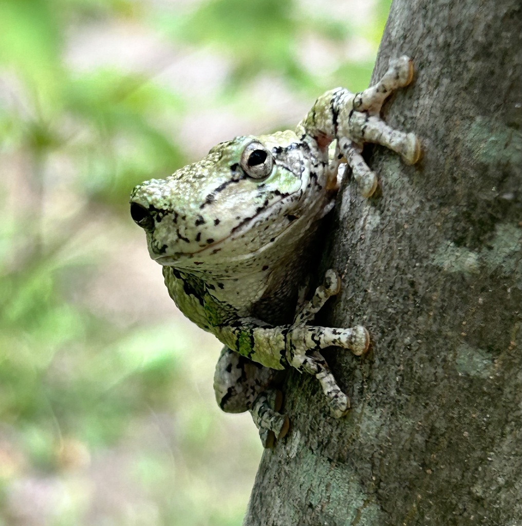 gray-treefrog-from-ch-du-lac-cameron-st-eug-ne-de-guigues-qc-ca-on