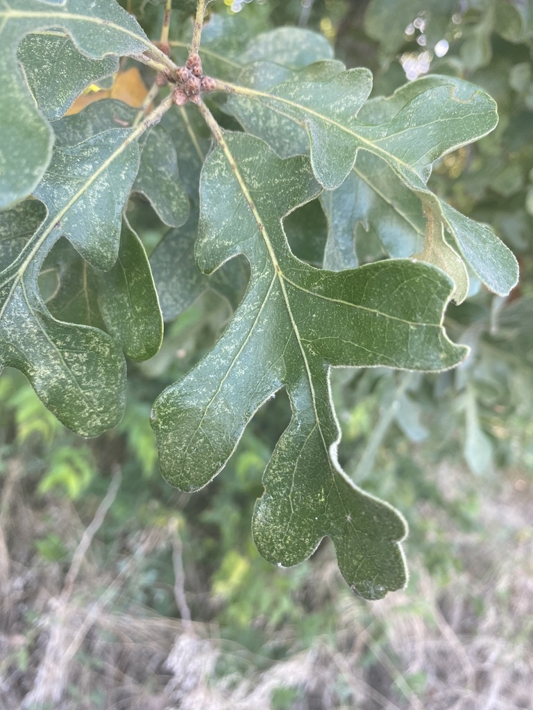 post oak from Ascott Ct, Arlington, TX, US on August 17, 2023 at 09:40 ...