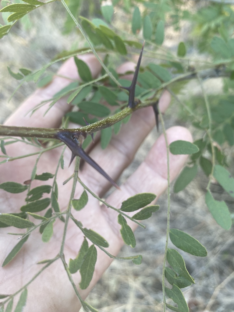 honey locust from Ascott Ct, Arlington, TX, US on August 17, 2023 at 09 ...
