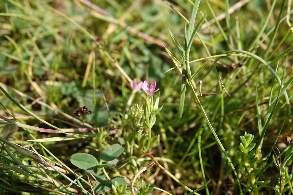 Lesser Centaury from Duke's Ward, Southport, England, GB on August 17 ...