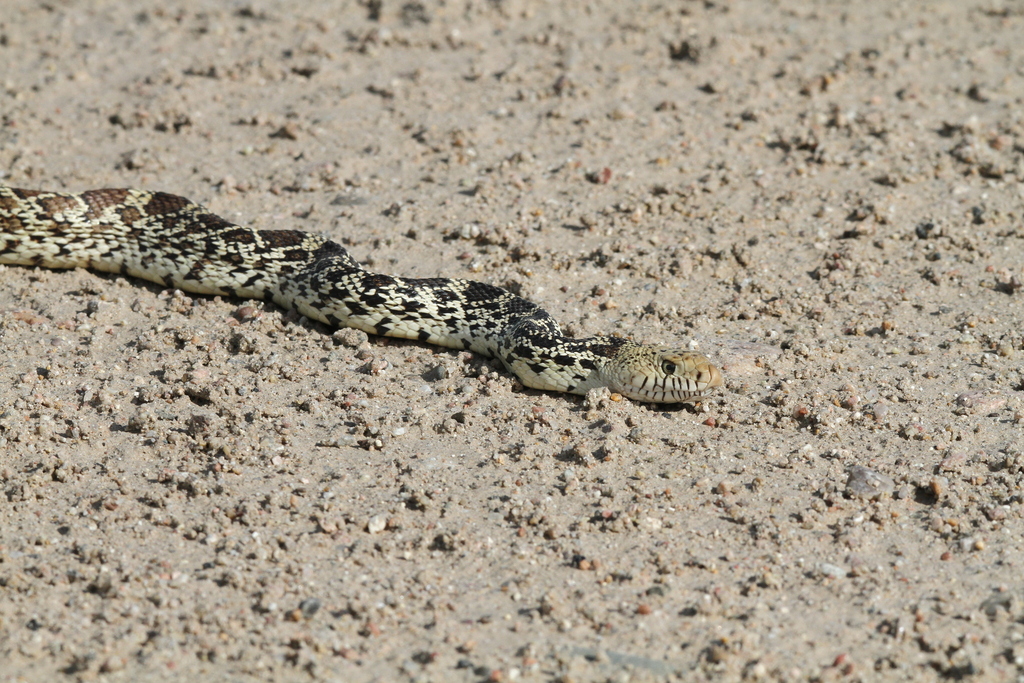 Bullsnake from Scotts Bluff County, NE, USA on June 10, 2023 at 03:57 ...