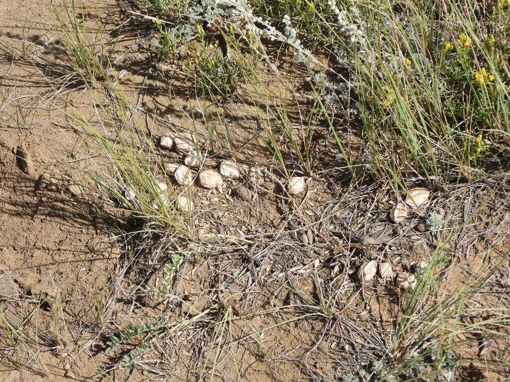 Ground-plum from Jackson County, CO, USA on August 5, 2023 at 04:04 PM ...