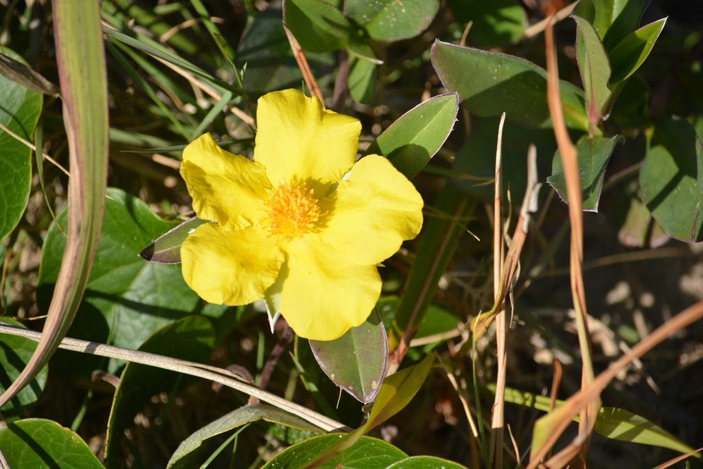 Climbing Guinea flower from Scotts Head NSW 2447, Australia on July 8, 2023 at 08:11 AM by JBM ...